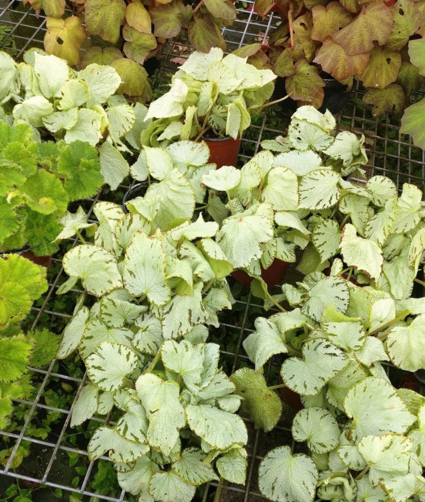 Begonia 'Silver Jewel' - Pépinière Ezavin