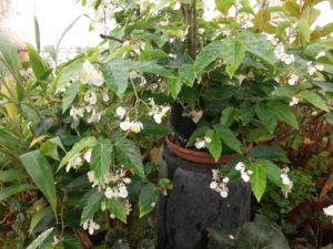 Begonia undulata - Pépinière Ezavin