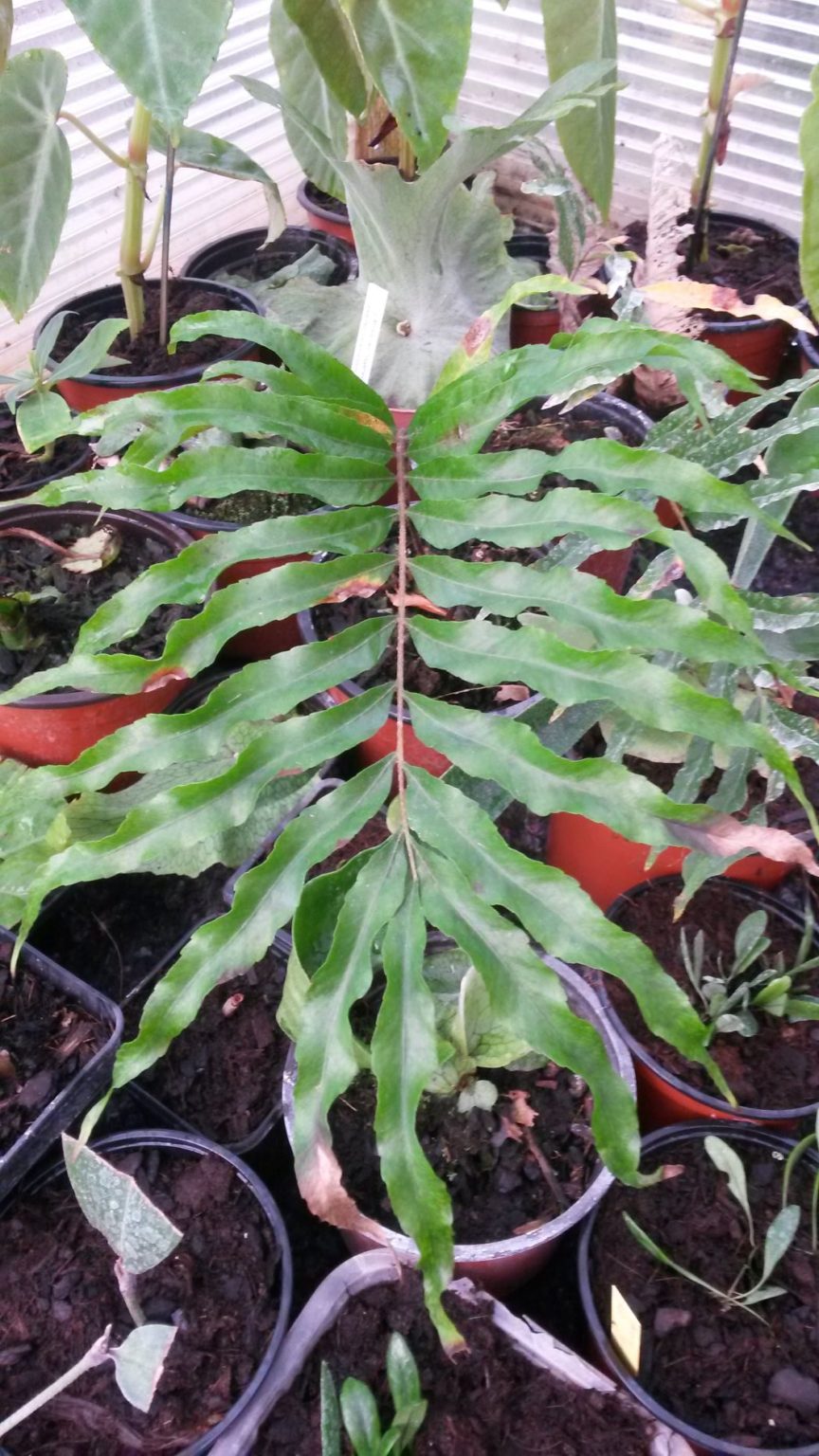 Drynaria rigidula - Pépinière Ezavin