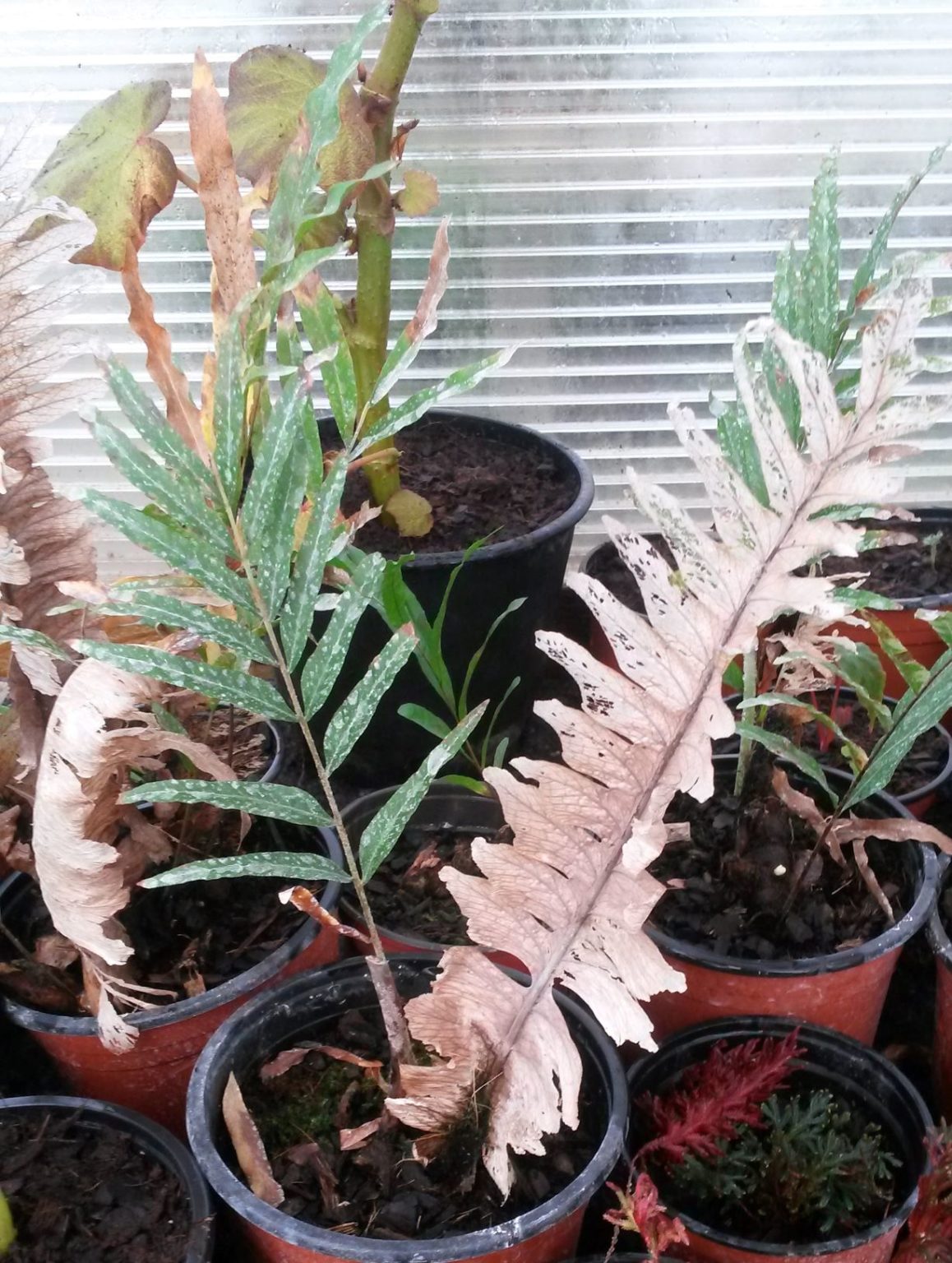 Drynaria rigidula - Pépinière Ezavin