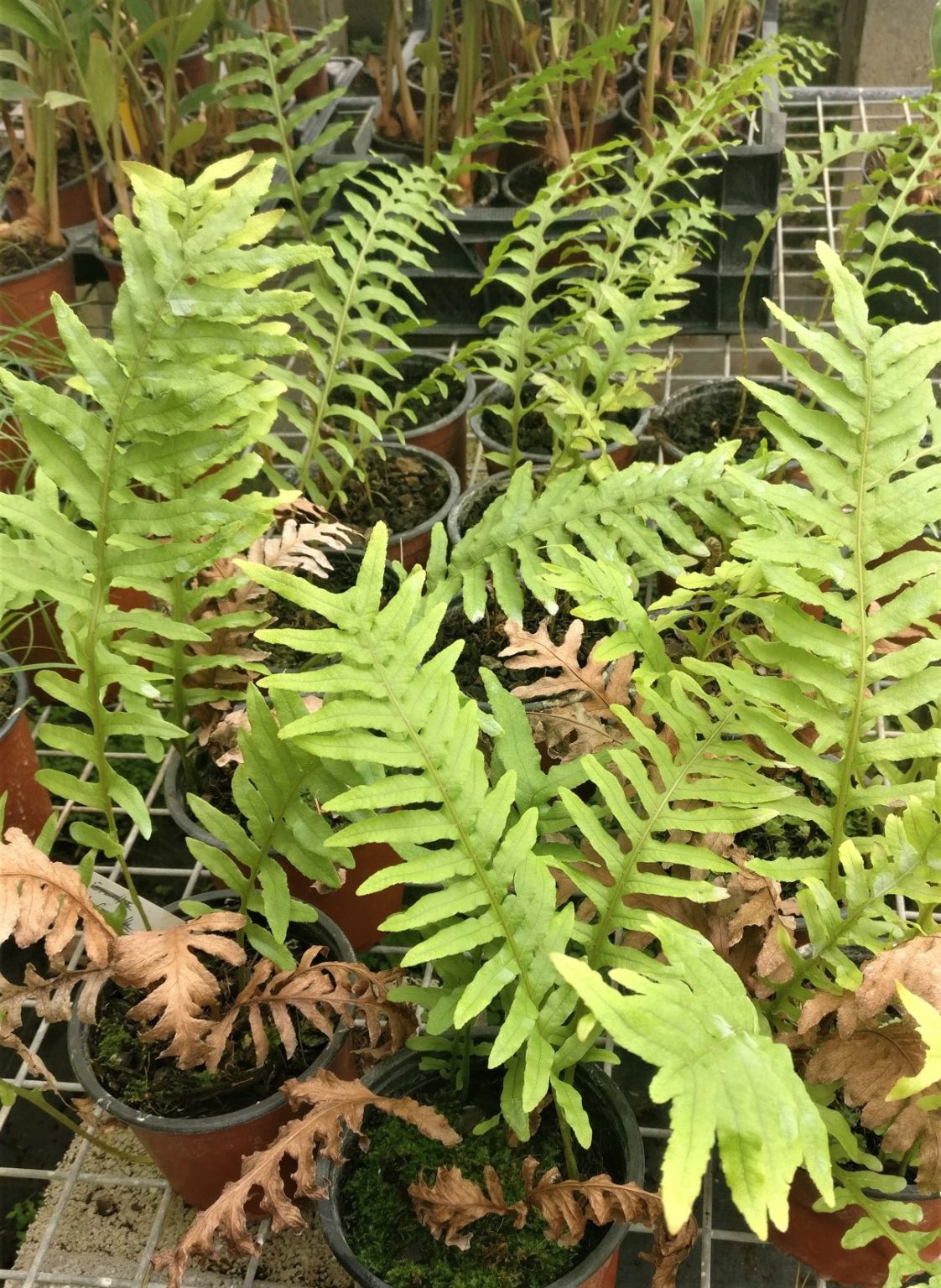 Drynaria sinica - Pépinière Ezavin