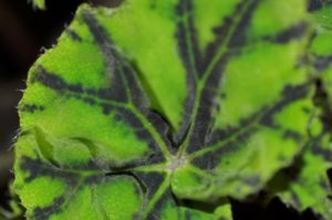 Begonia 'Tiger Paws' - Pépinière Ezavin