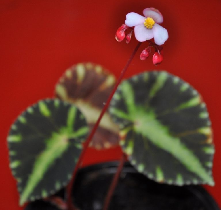 Begonia cleopatrae - Pépinière Ezavin